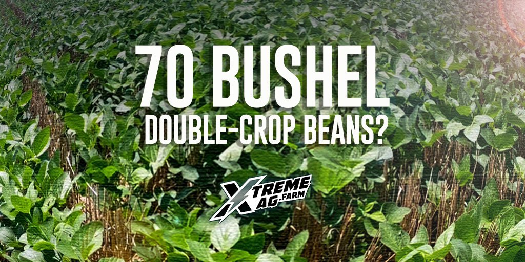 Chad's Double-Crop Bean Revolution: Surpassing Yield Limits