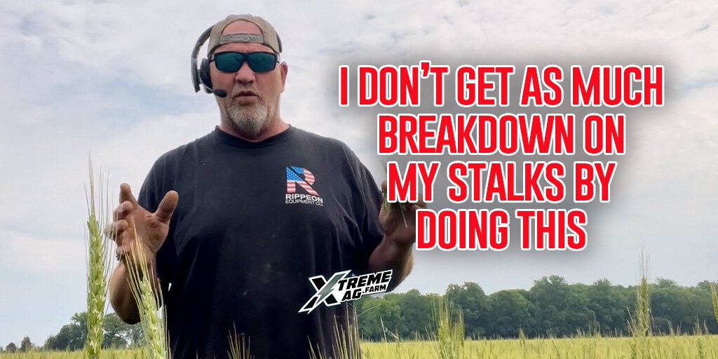 Unlock the Secret to Upright Wheat: Top Crop Health Tips