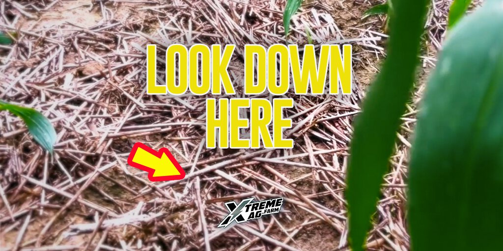 Maximize Corn Crop Yield: Uncover the Residue Difference