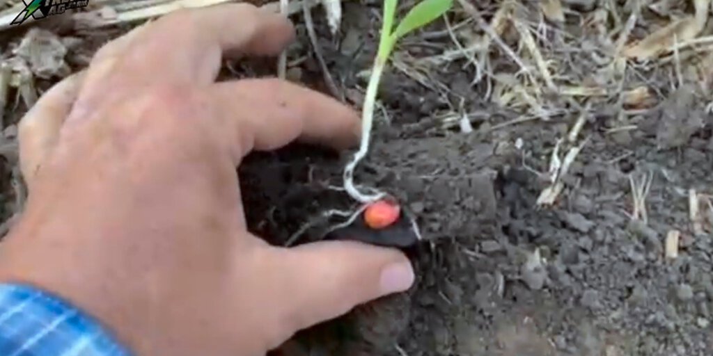 In-Furrow Fertilizer: Boosting Early Plant Growth