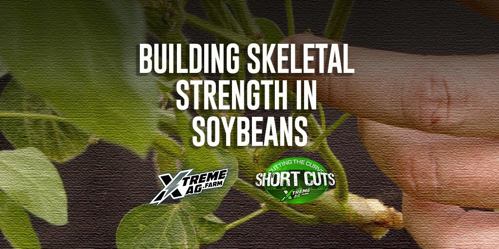 Strengthening Soybean Branches for Optimal Pod Holding