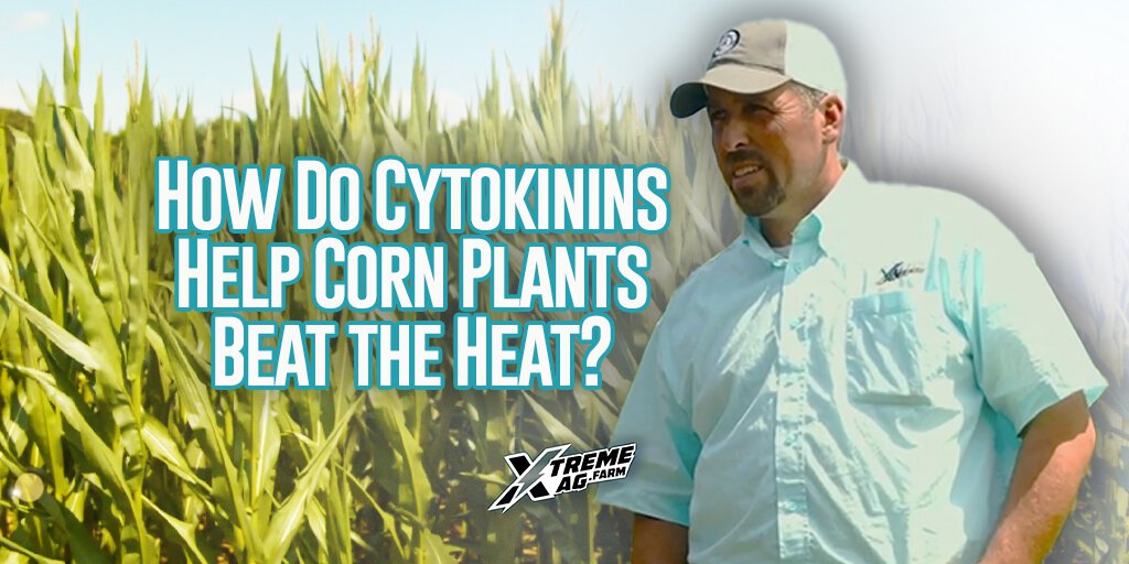 Cytokinins: Shielding Corn from Heat Stress
