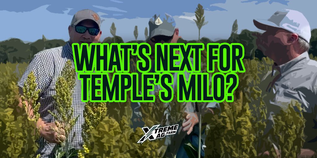 Late Season Nutrient Optimization for Milo Sorghum