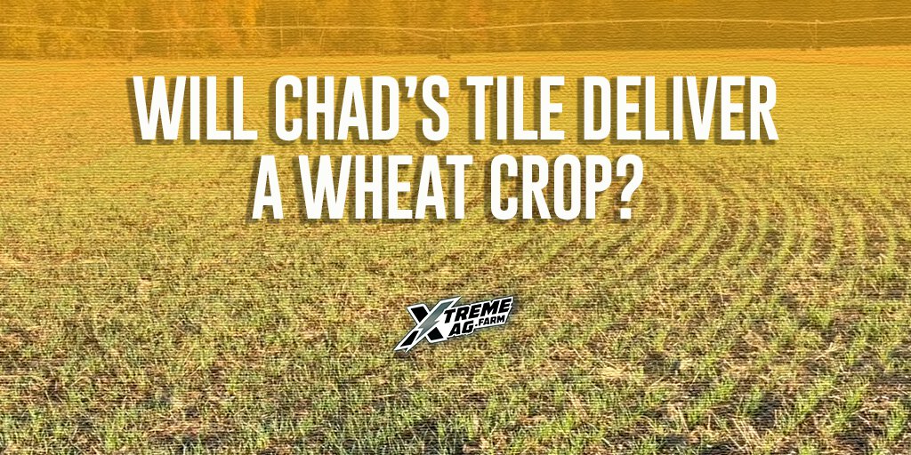 Transforming Alabama Red Clay for Wheat Cultivation