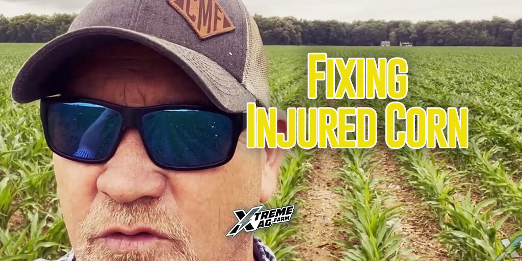 Revive ALS-Damaged Corn: Expert Strategies from Temple