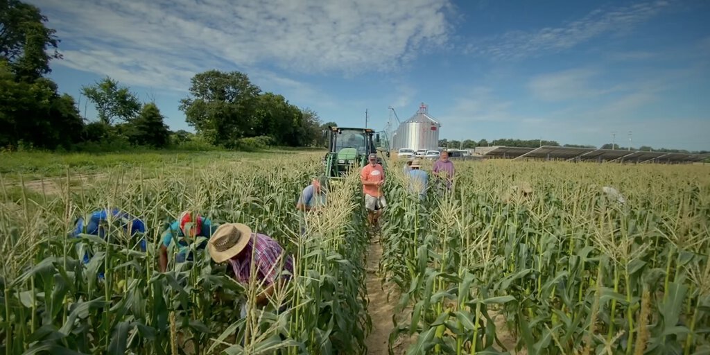 Bringing Sweetness to the Community: Matt's Corn Initiative