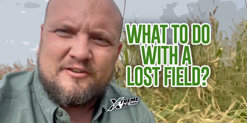 Addressing a Non-GMO Corn Field Lost to Root Worms