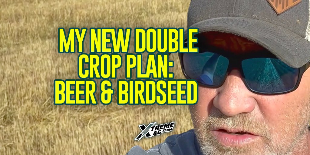 Sorghum Farming: Temple Rhodes' Double Crop Experiment