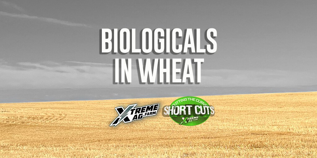 Leveraging Biologicals for Optimal Wheat Yield