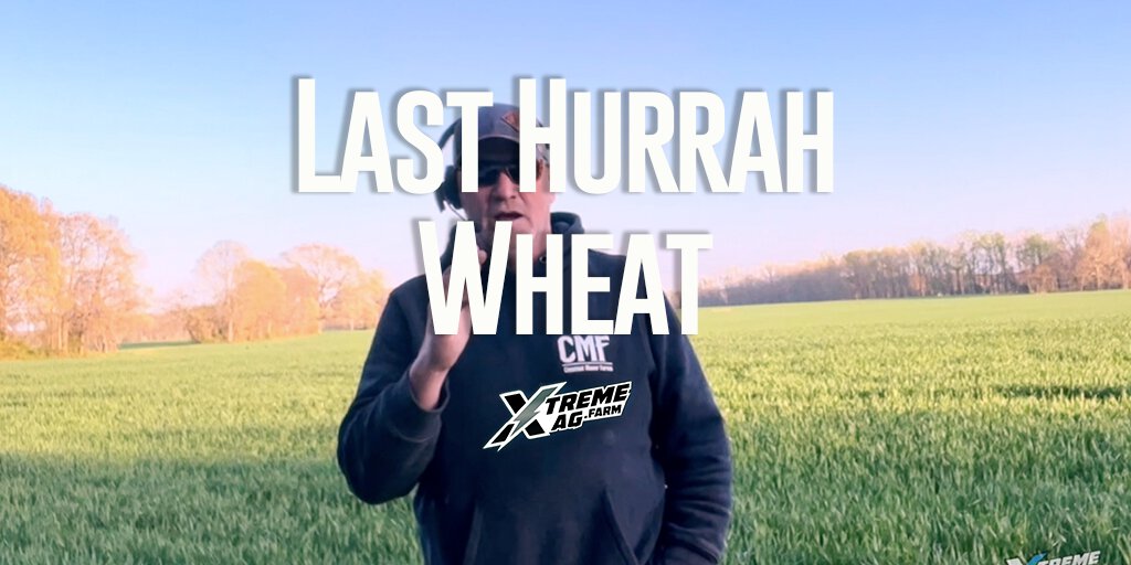 Boost Your Wheat Yield: Temple's End-of-Season Tips