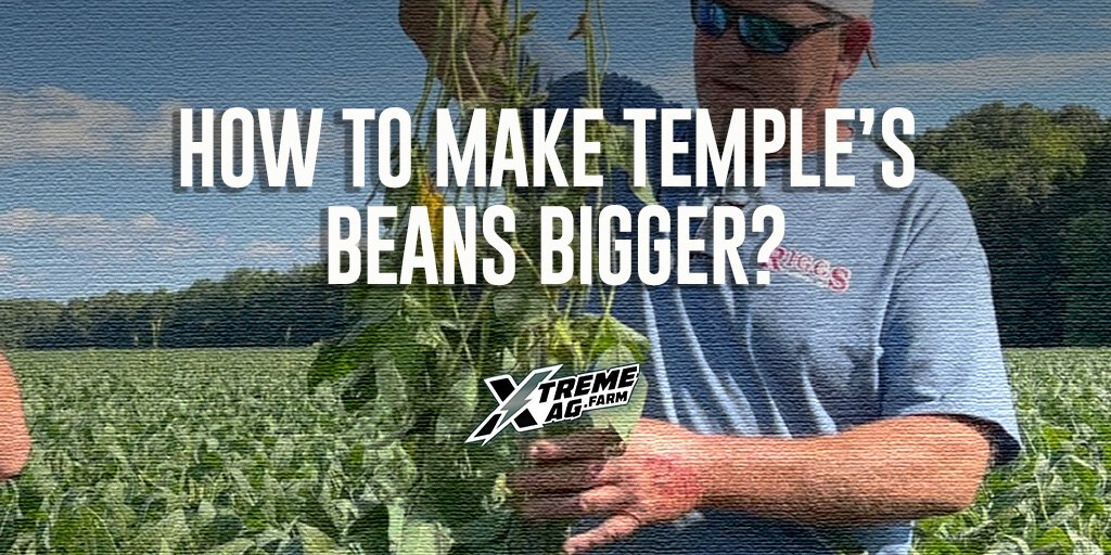 Boosting Bean Size Late in the Season: Temple's Strategy