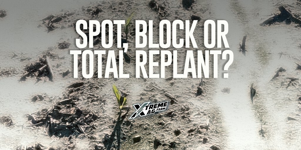 Replant Decision Guide: Spot, Block or Total - Matt Miles