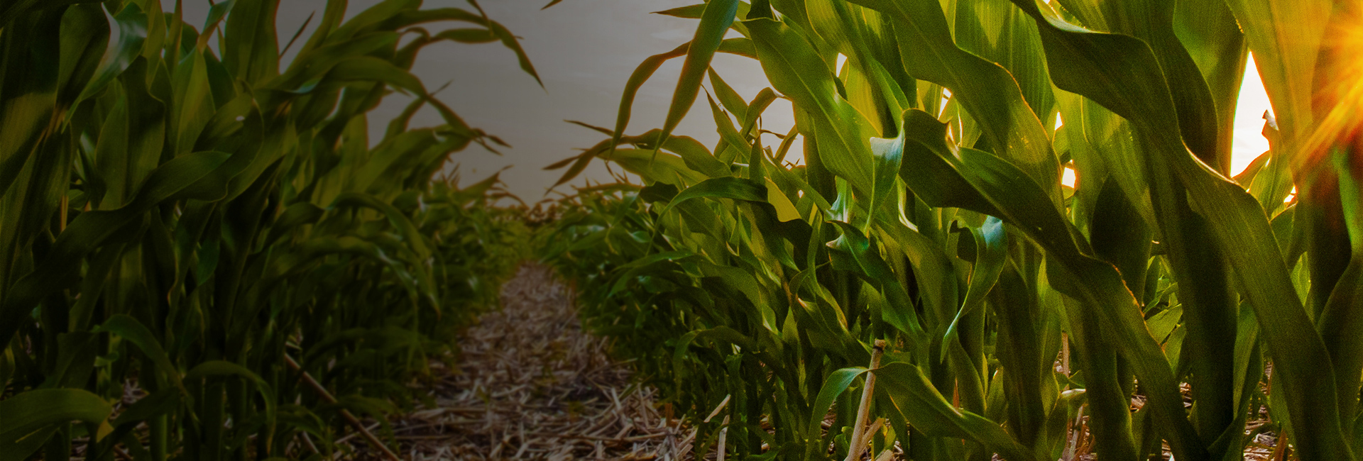 Revolutionize Your Crop Game with Boron Application
