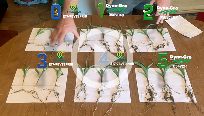 Root Structure Analysis in Corn Yield Trials