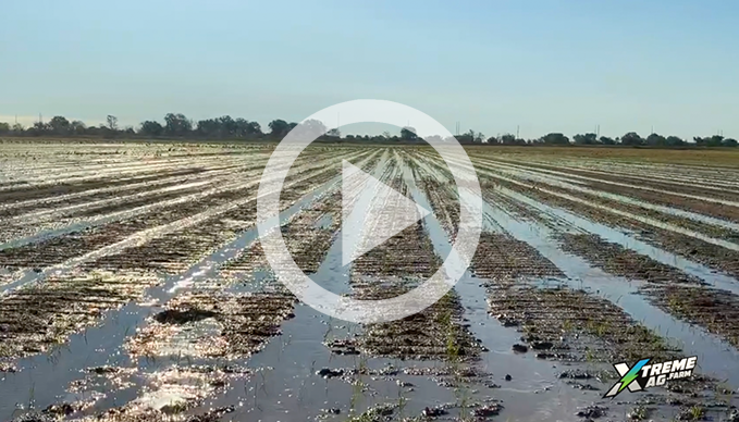 Innovative Row Rice Farming by Matt Miles