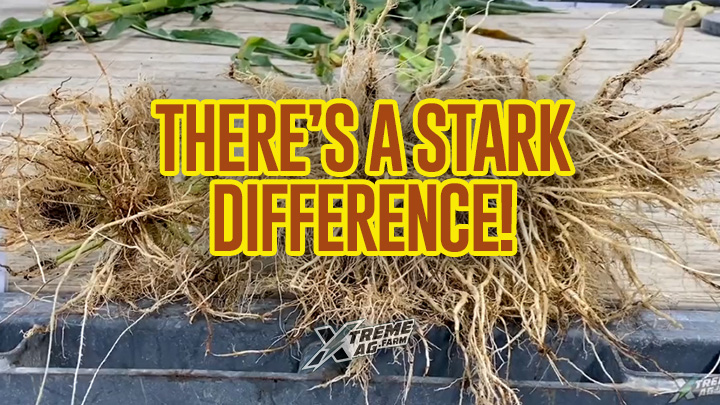Promising Results from Mid-August Corn Trial with New Leaf’s Products