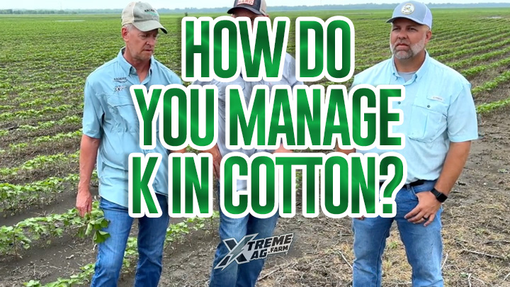 Potassium Tips for Dryland Cotton | Kimbrell, Miles & Roach