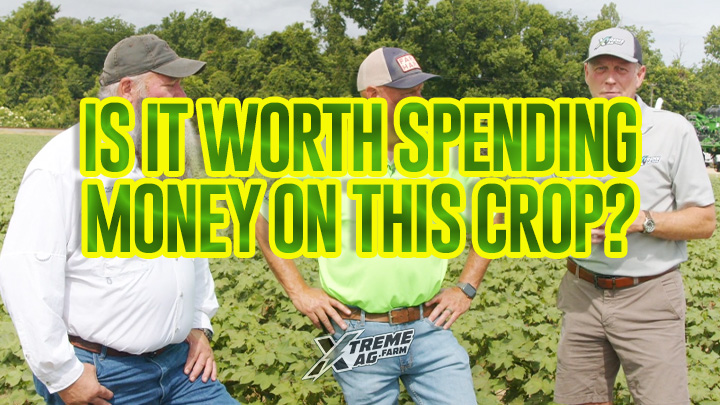 Late-Season Crop Decisions With Matt Miles and Bert Riggan