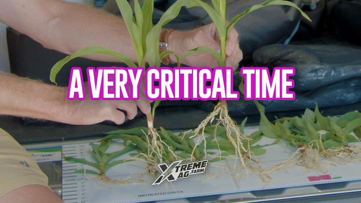 V-4 Root Check: A Critical Time For the Corn Plant