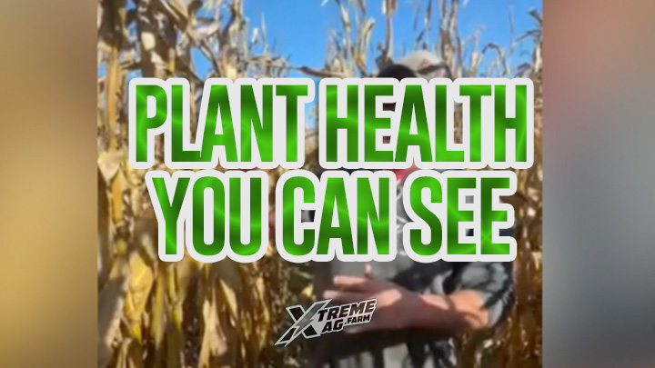 Temple Rhodes Tests Plot With Better Plant Health Signs