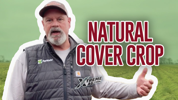 Exploring Henbit as a Natural Cover Crop