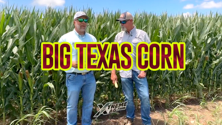 Matt Miles Talks Texas Dryland Corn and Weather