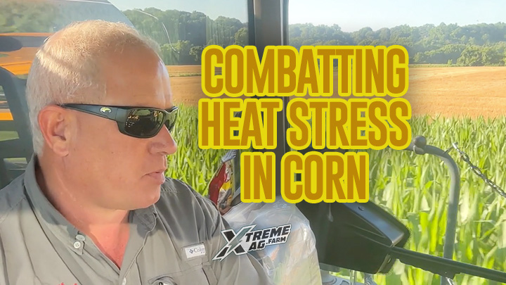 Combatting Heat Stress in Corn