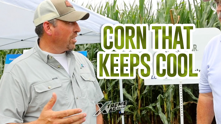 How Corn Stays Green in Heat Stress